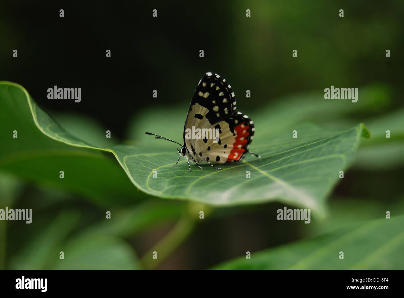 The Red Pierrot Butterfly Stock Photo - Alamy