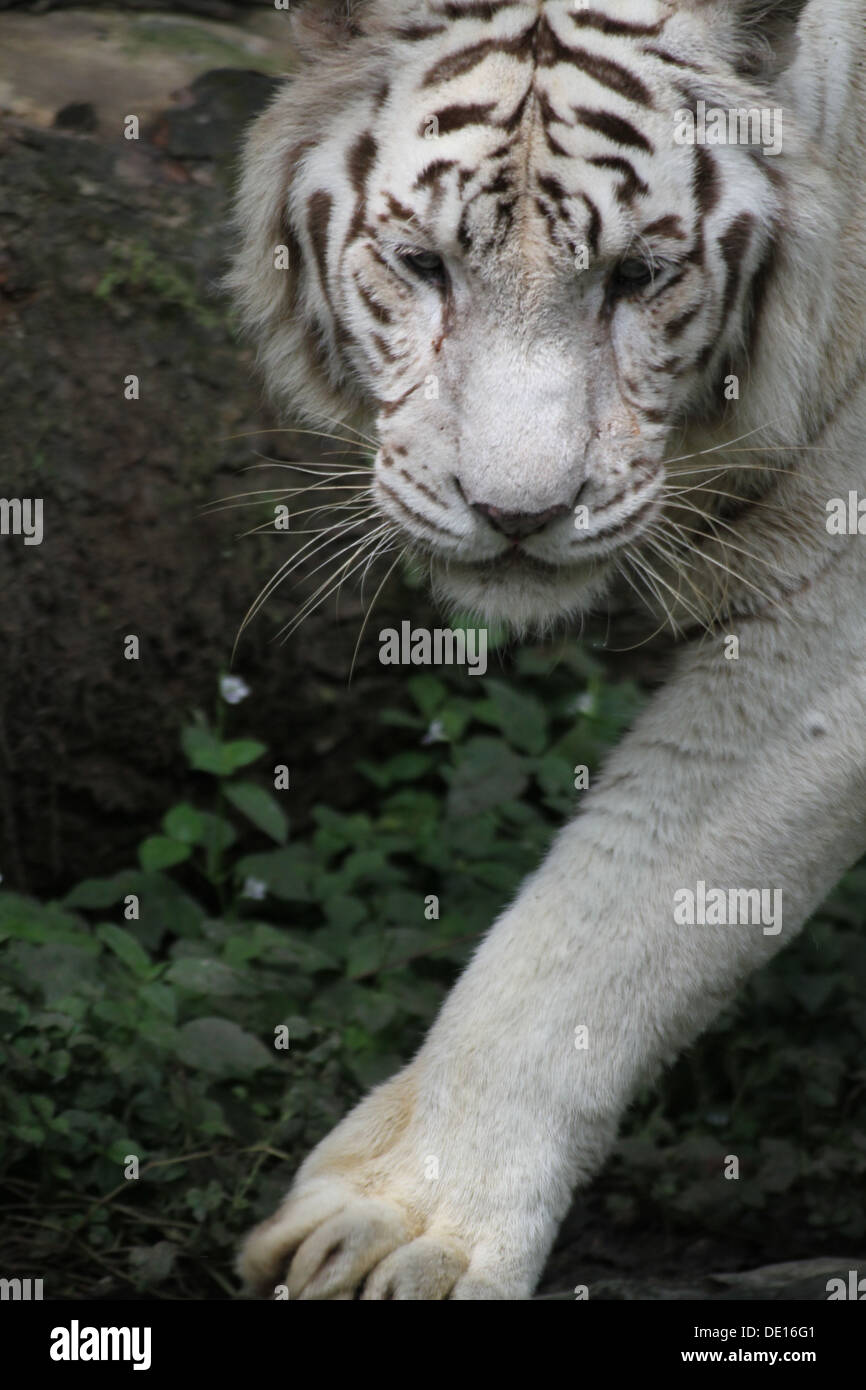 A wild life shot of a white tiger in captivity Stock Photo - Alamy