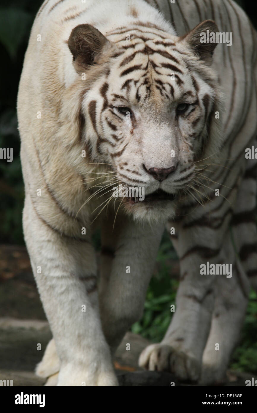 A wild life shot of a white tiger in captivity Stock Photo - Alamy