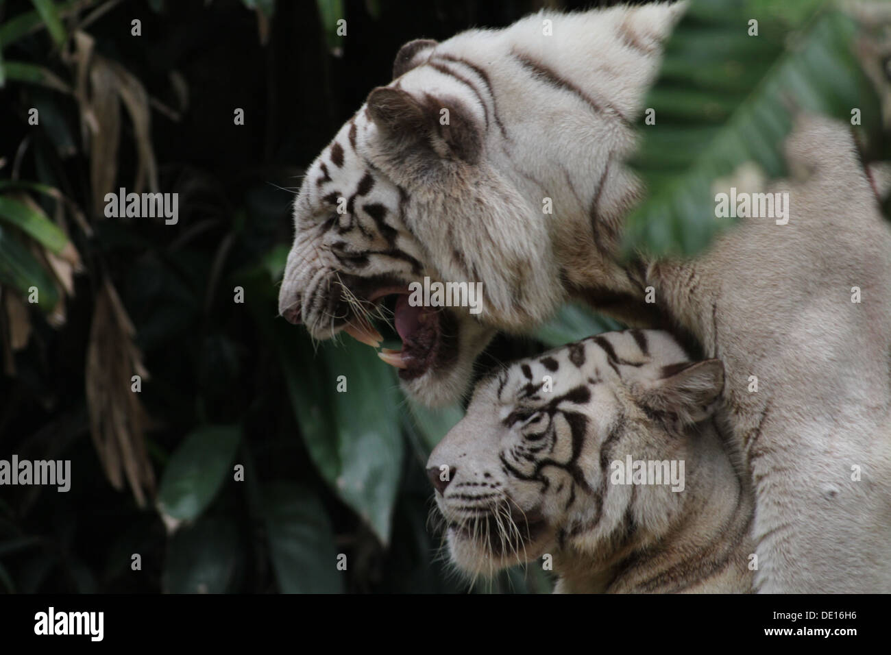 A wild life shot of a white tiger in captivity Stock Photo - Alamy