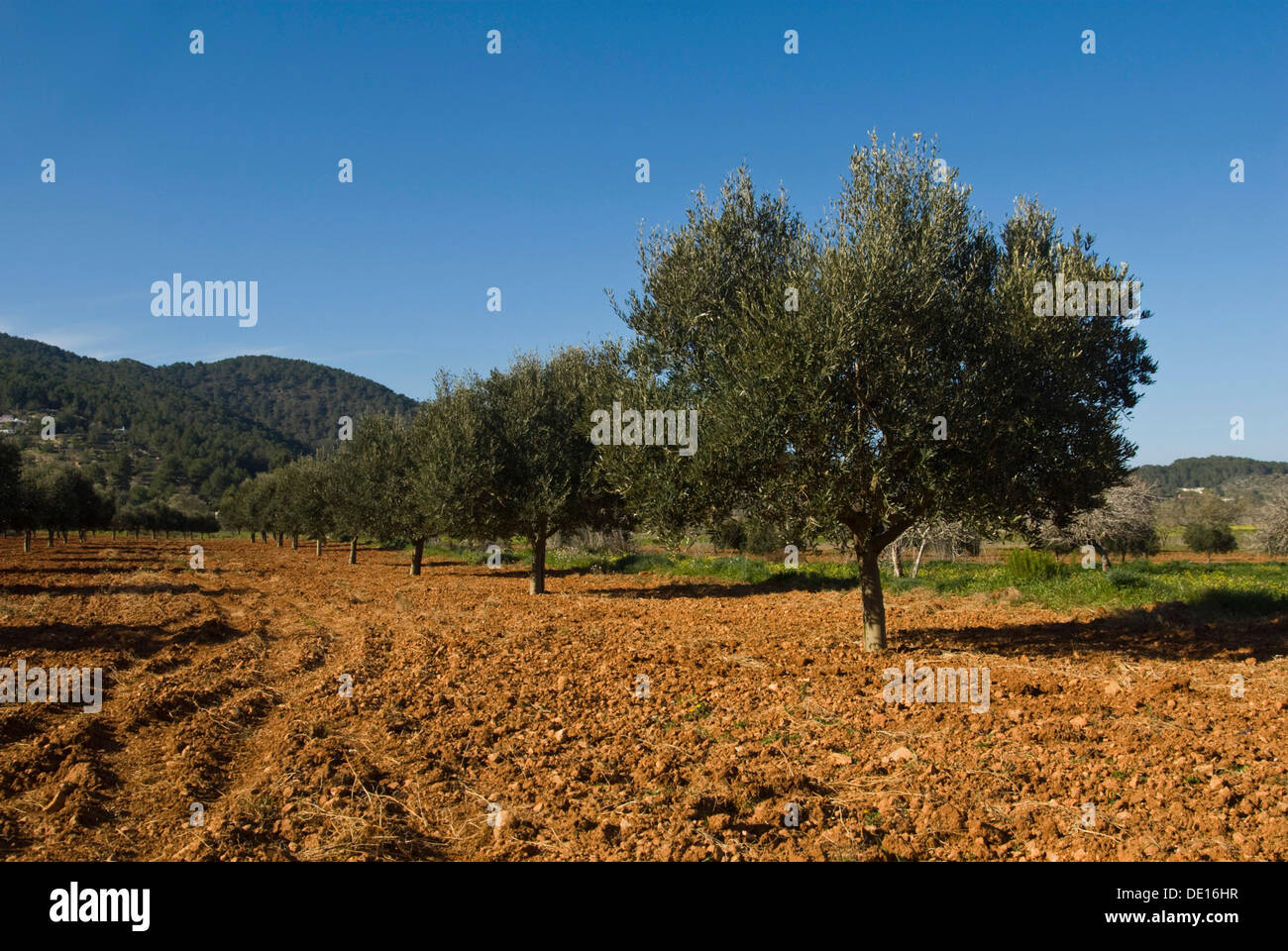 Olive tree plantation in the valley of San Mateo, Ibiza, Spain, Europe ...