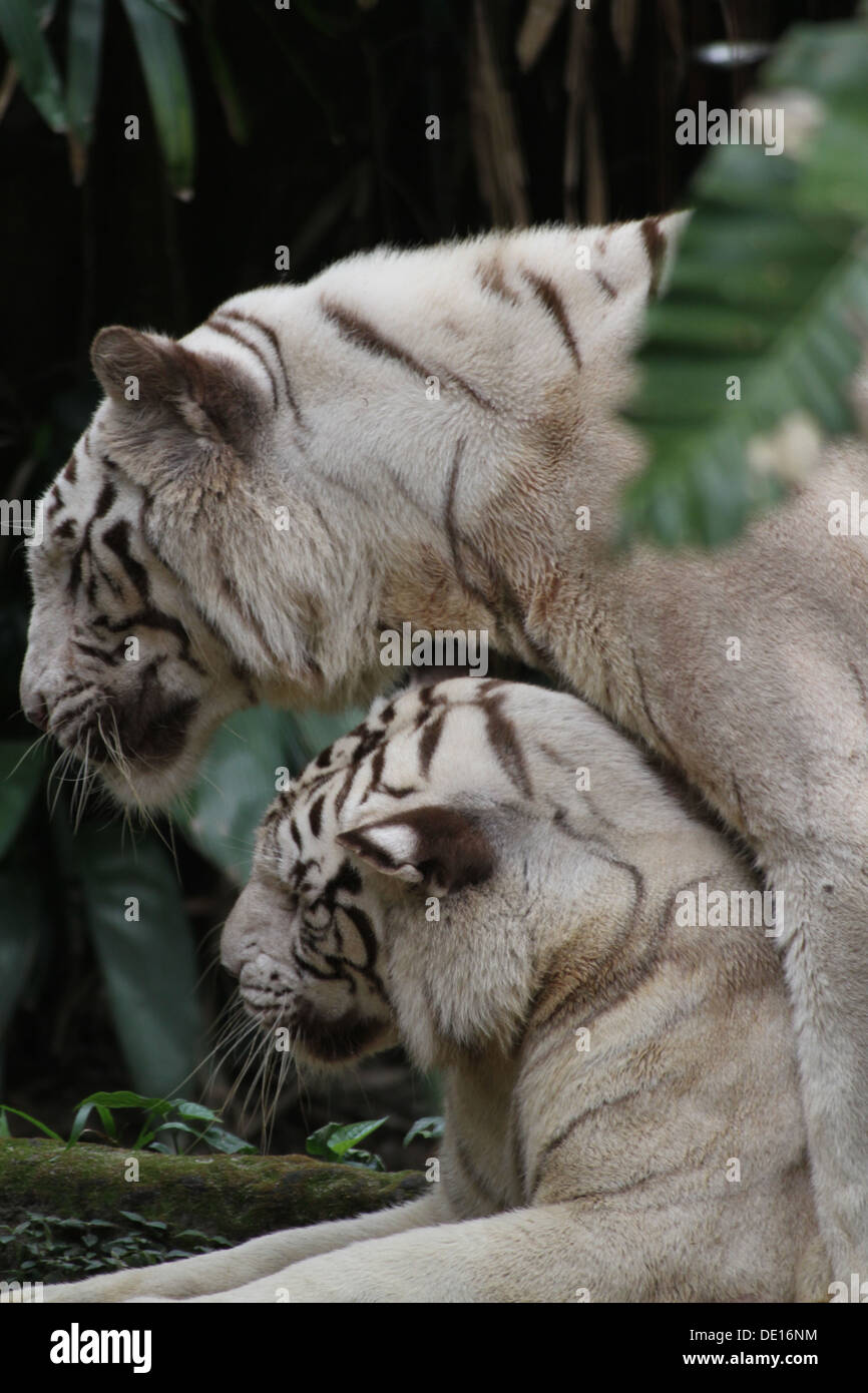 A wild life shot of a white tiger in captivity Stock Photo - Alamy