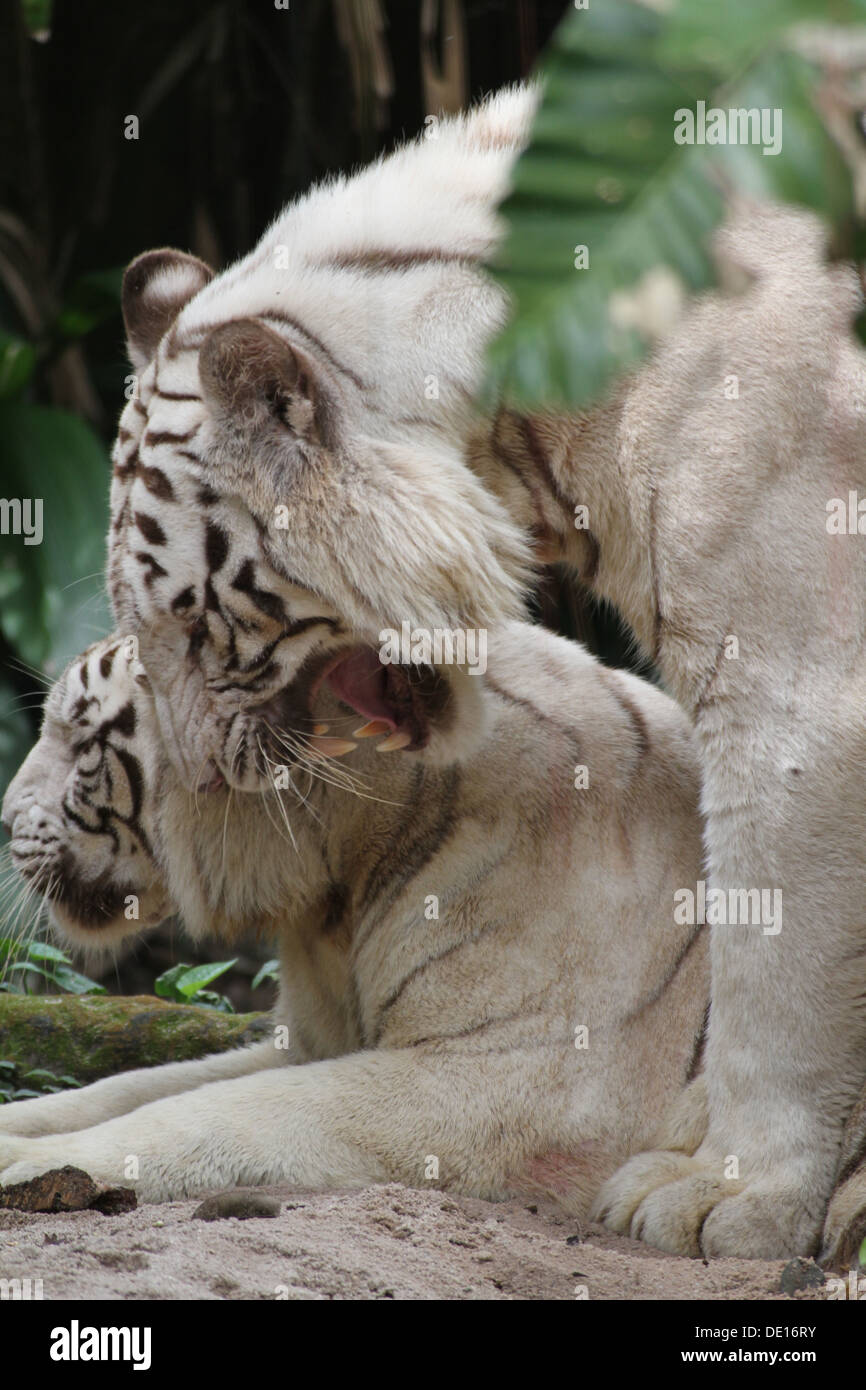 A wild life shot of a white tiger in captivity Stock Photo - Alamy