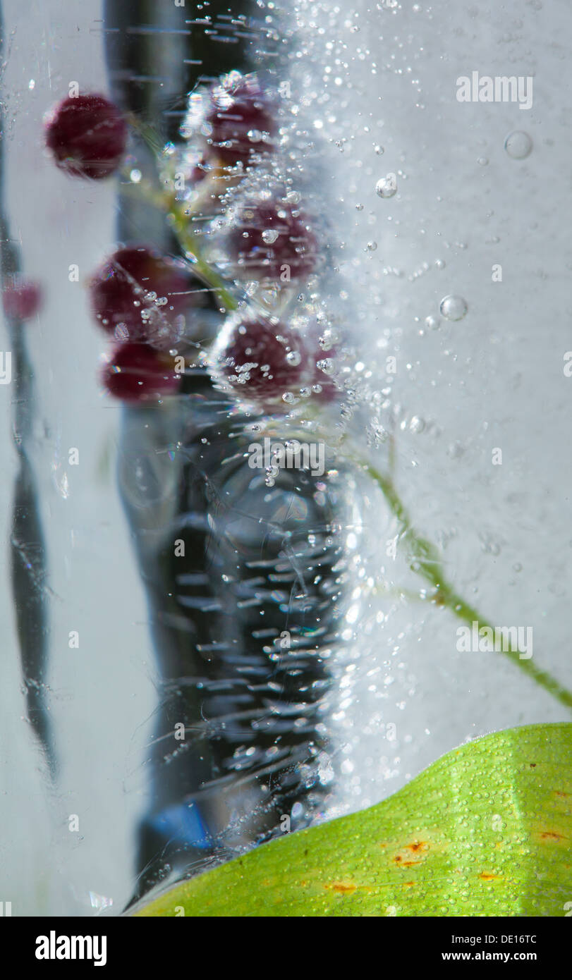 icy plants - flora frozen into ice, autumn changing into winter concept ...