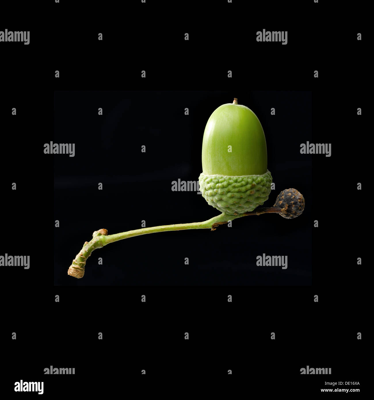 acorn Stock Photo - Alamy
