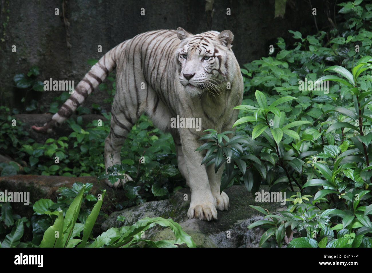 A wild life shot of a white tiger in captivity Stock Photo - Alamy
