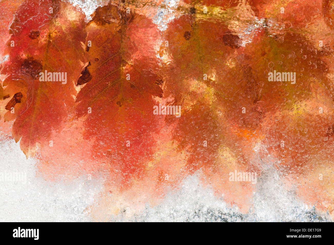 icy plants - flora frozen into ice, autumn changing into winter concept ...