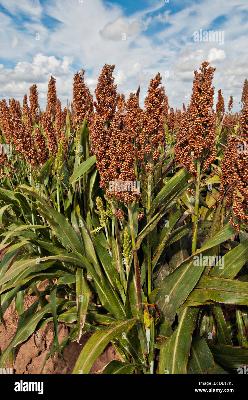 Crops Of Sorghum Stock Photos & Crops Of Sorghum Stock Images - Alamy