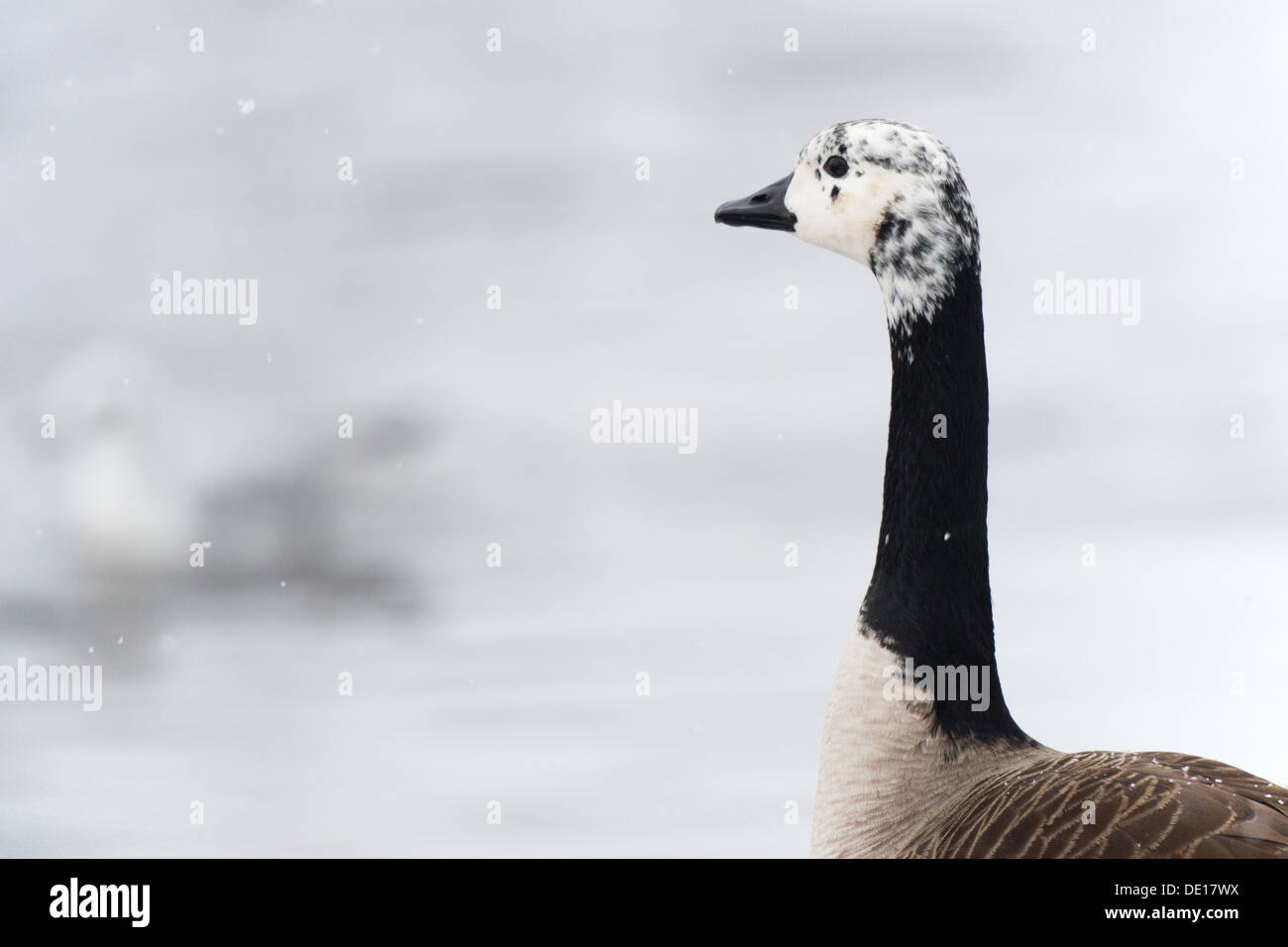 Goose in winter hi-res stock photography and images - Alamy