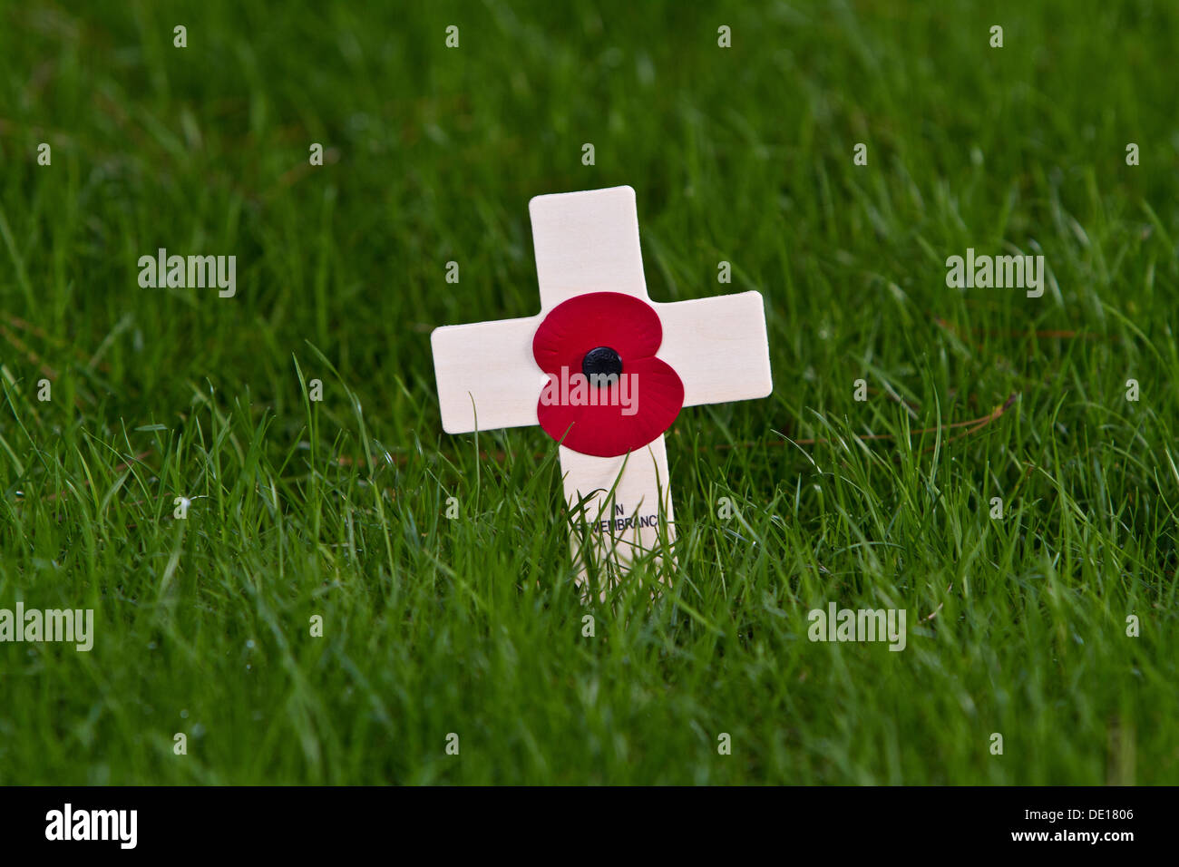 Remembrance Day poppy Stock Photo - Alamy