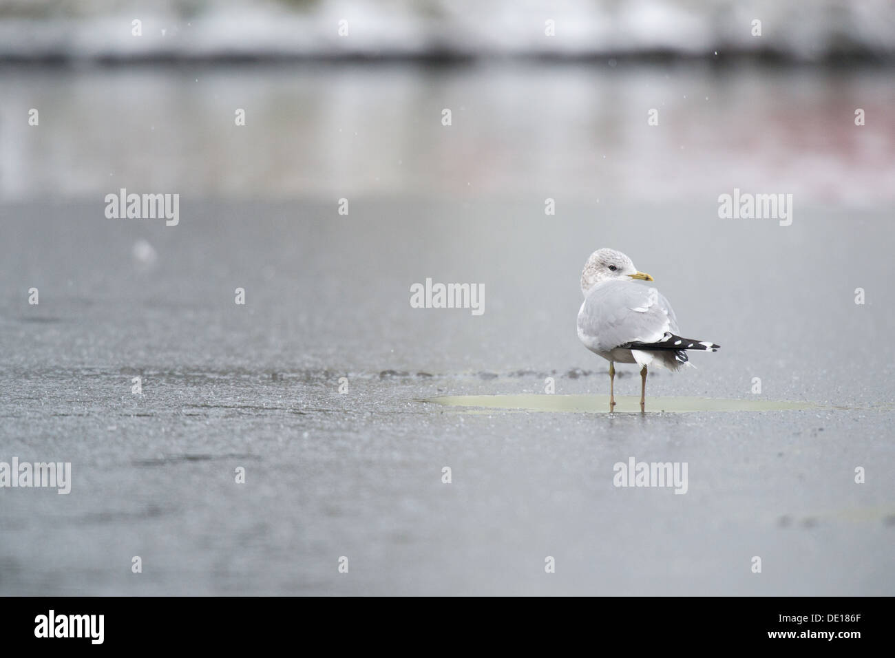common gull in winter at the ice Stock Photo - Alamy