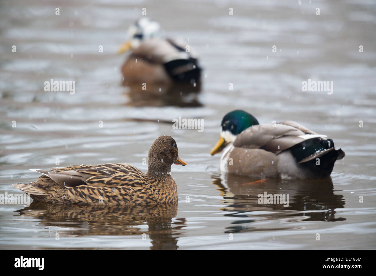 Ordinary birds hi-res stock photography and images - Alamy