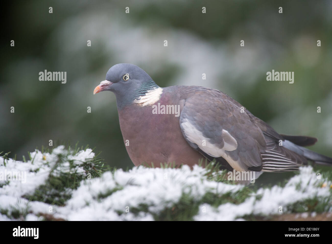 Common Wood Pigeon in the tree in snow Stock Photo - Alamy
