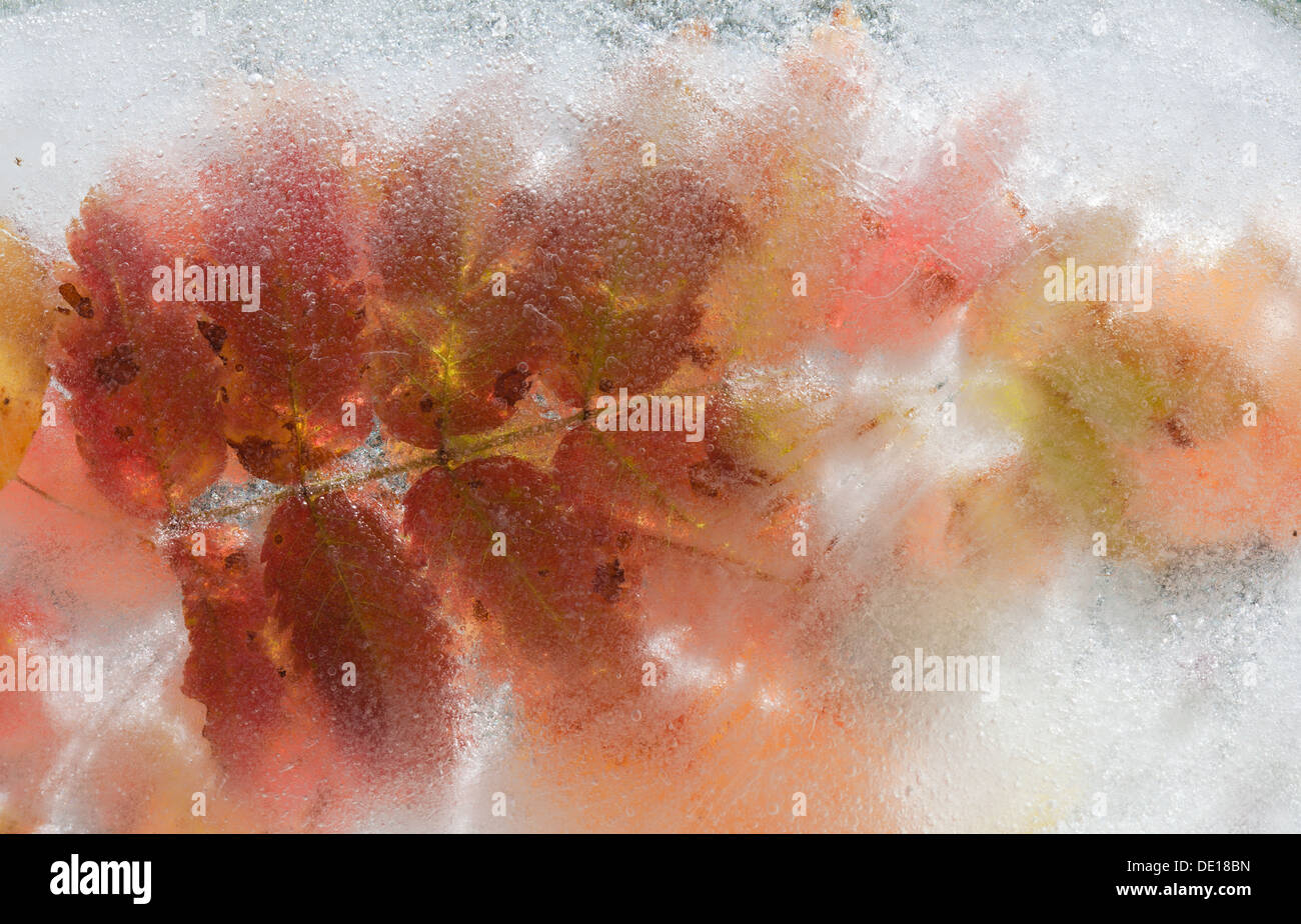 icy plants - flora frozen into ice, autumn changing into winter concept ...