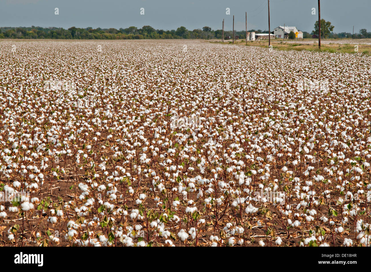 Cotton production texas hi-res stock photography and images - Alamy