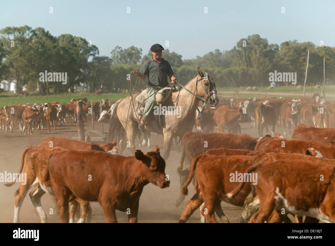 Gaucho on horseback, driving cattle, Estancia San Isidro del Llano ...