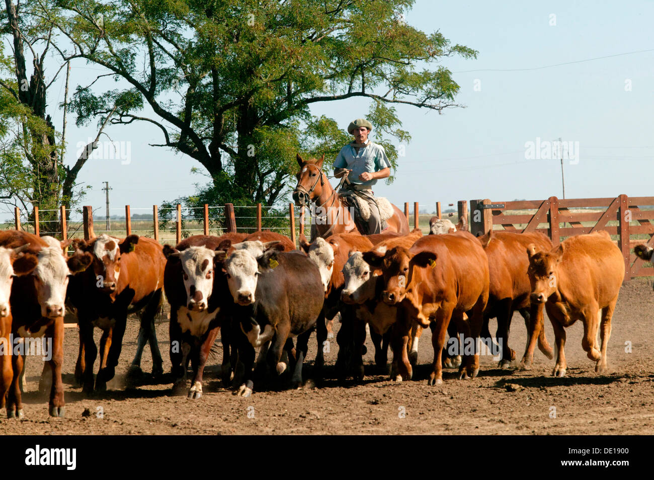 Argentine cattle hi-res stock photography and images - Alamy
