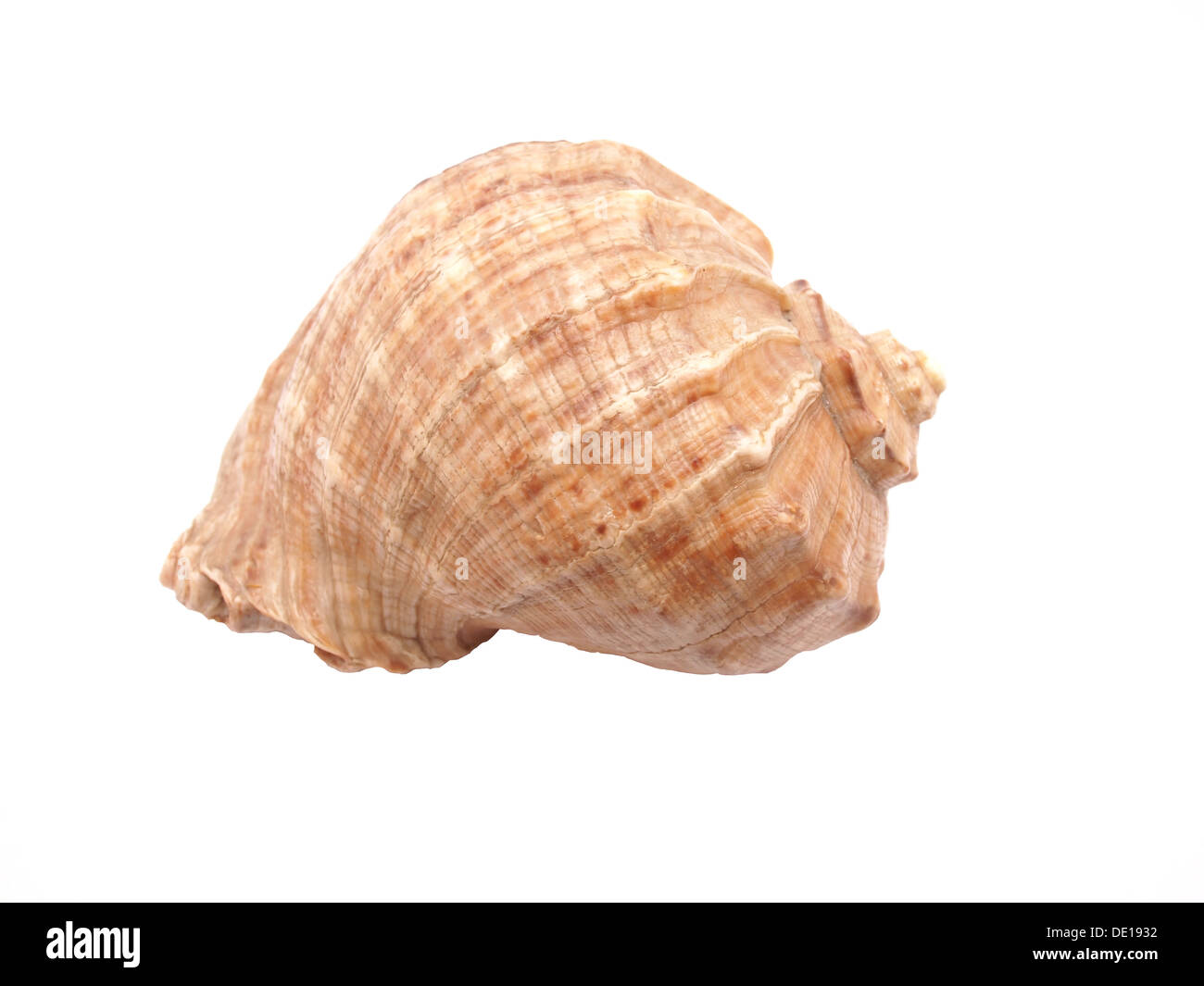 Seashell on white background Stock Photo - Alamy