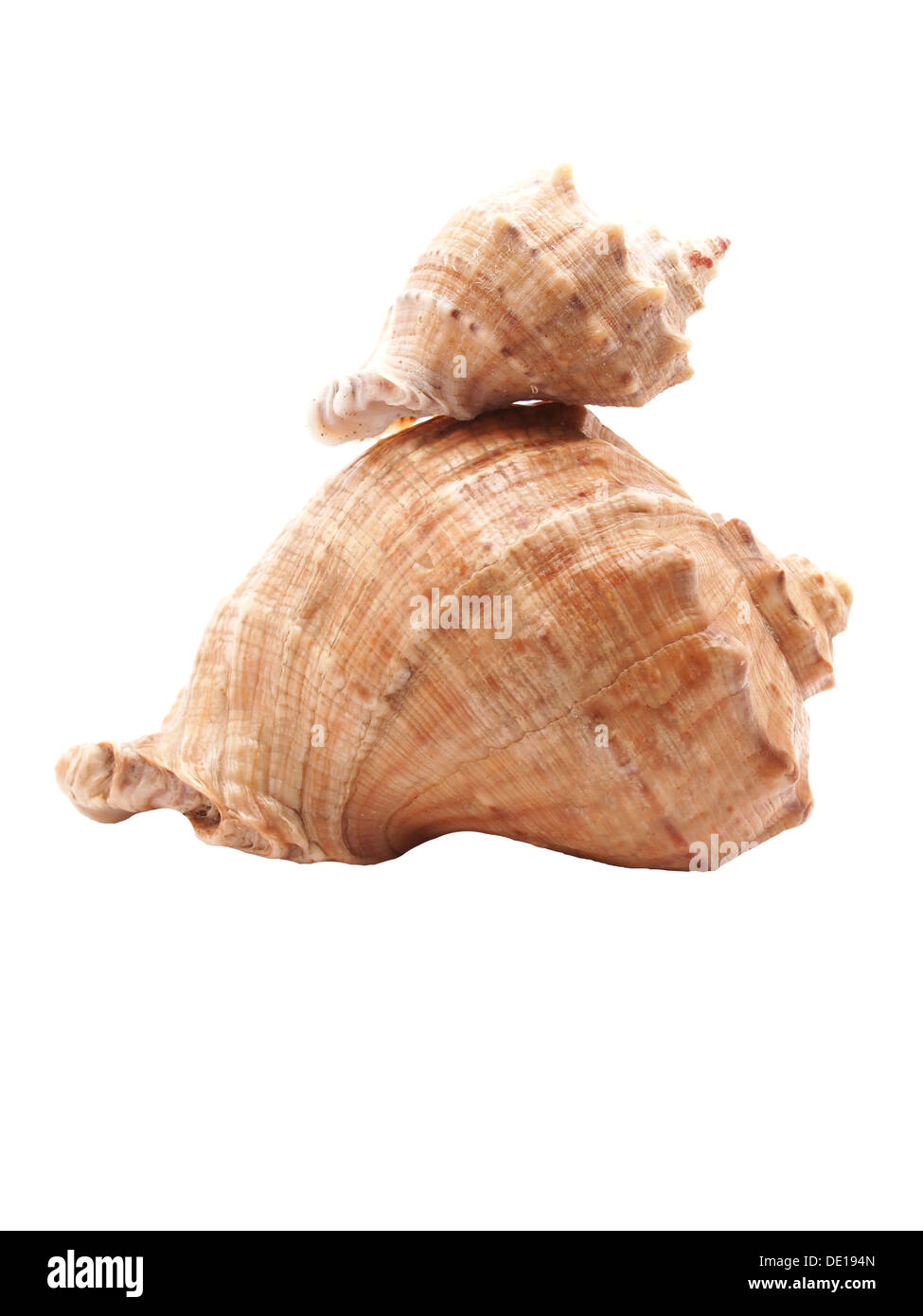 Two sea shell on white background Stock Photo - Alamy