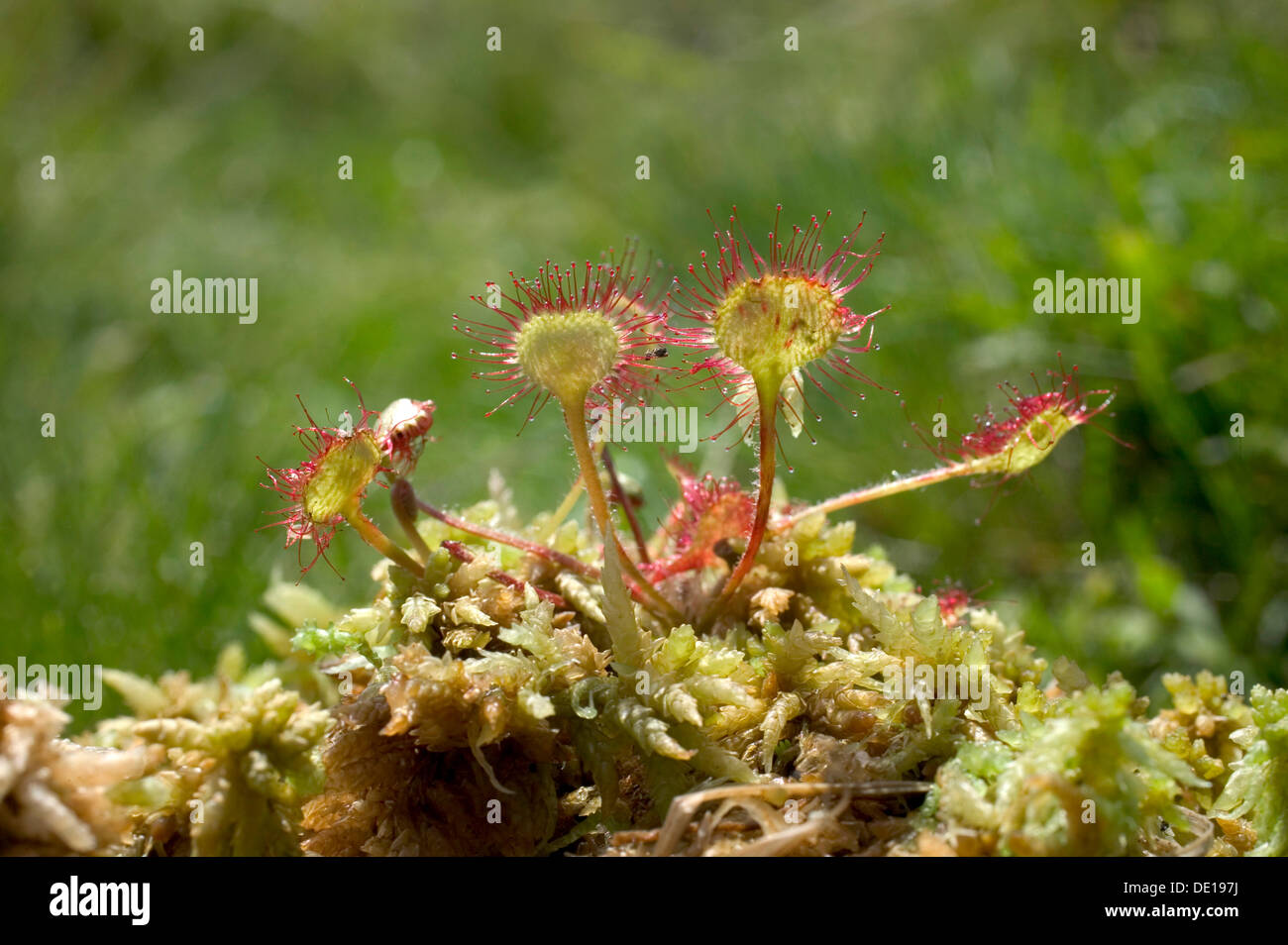 Common sundew or Round-leaved sundew (Drosera rotundifolia), Parc ...
