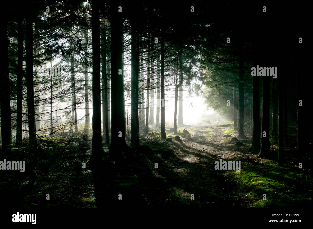 Tree shadow early morning hi-res stock photography and images - Alamy