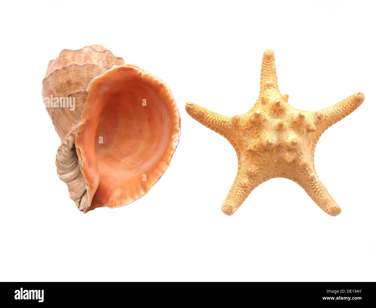 Starfish and Shell on white background Stock Photo - Alamy