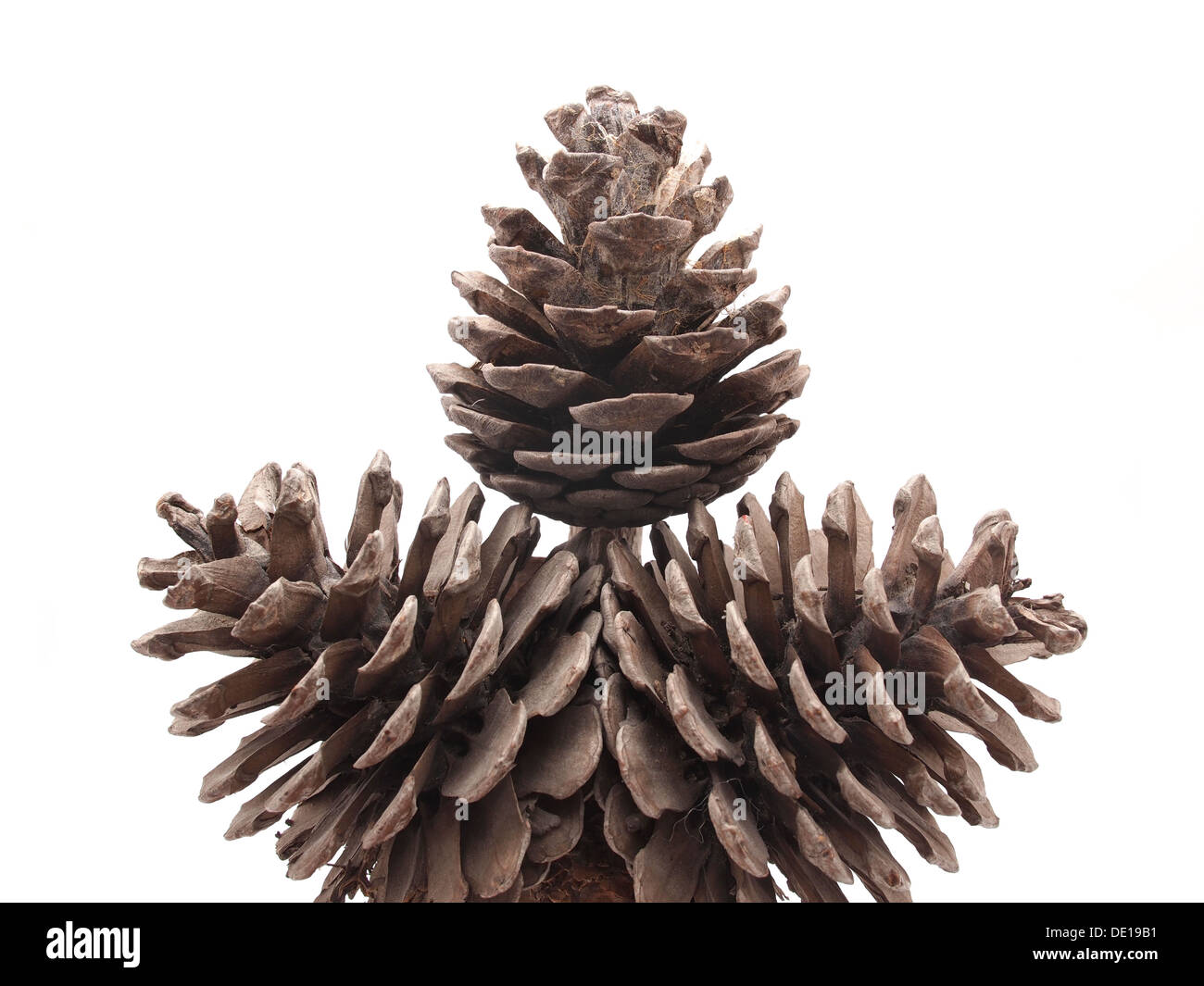 Pine strobile isolated on white background Stock Photo - Alamy