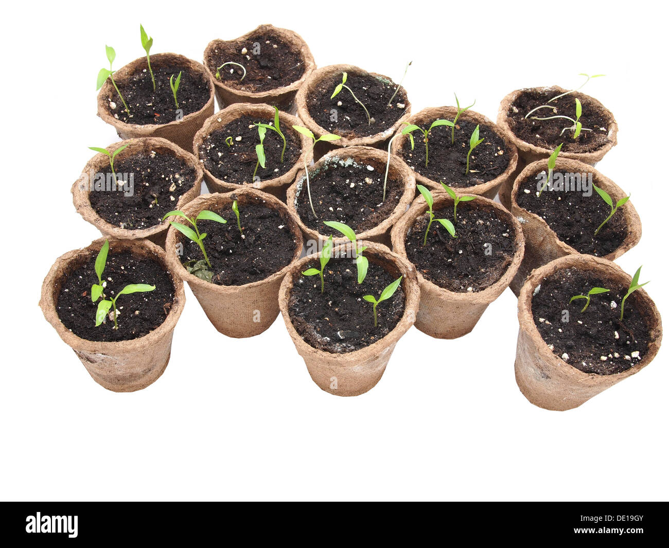 Cutting flower seedlings hi-res stock photography and images - Alamy