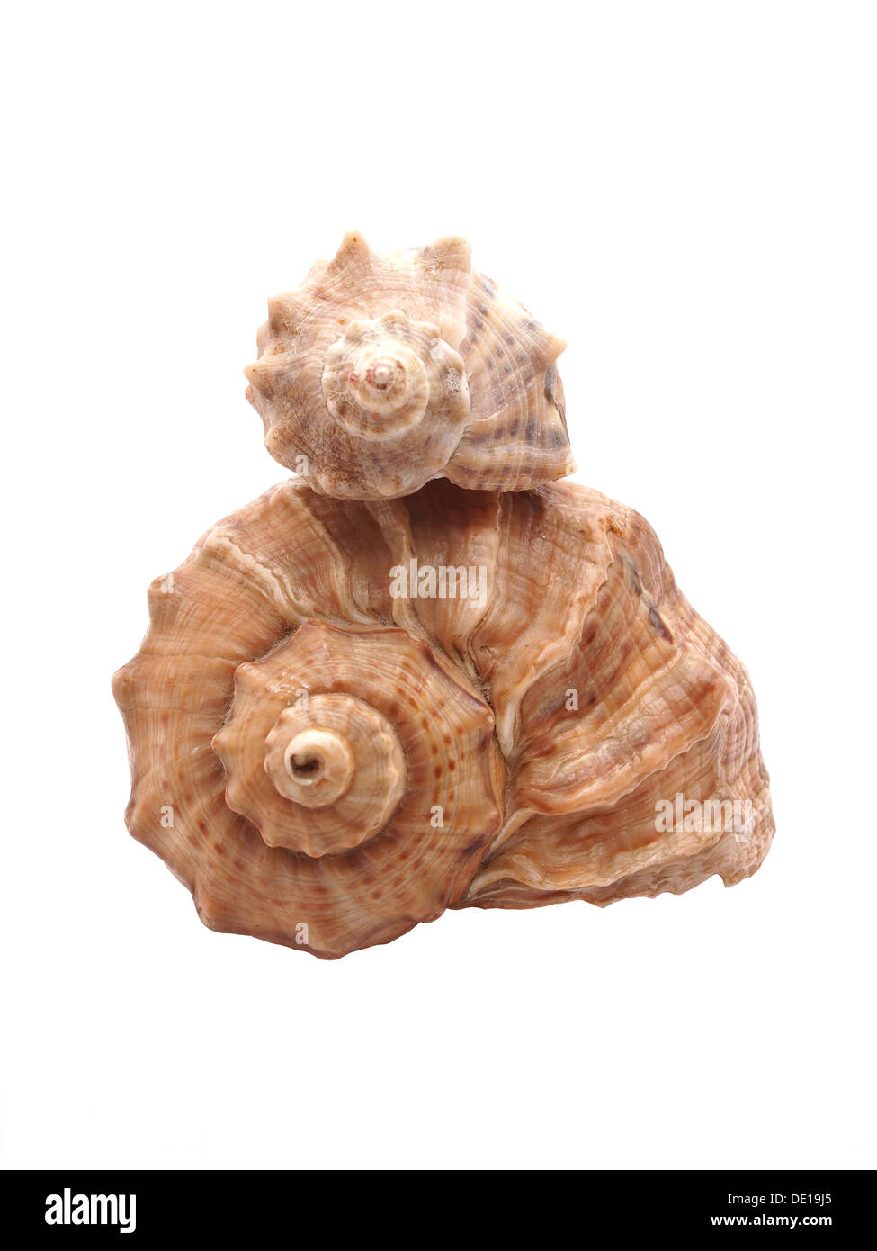 Two sea shell on white background Stock Photo - Alamy