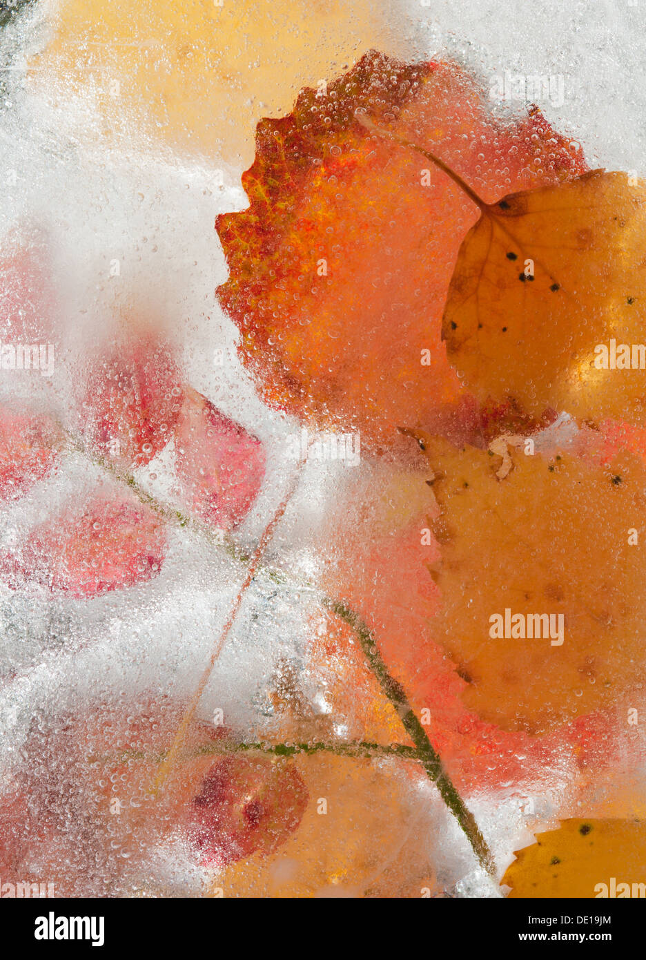 icy plants - flora frozen into ice, autumn changing into winter concept ...