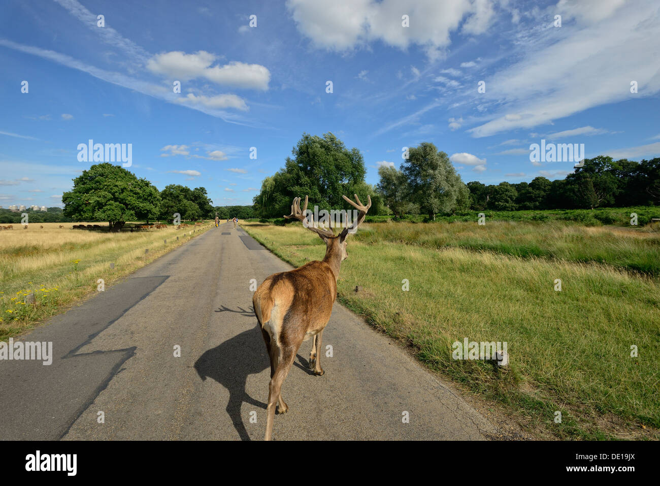 Deer in the Richmond Park, London Stock Photo - Alamy