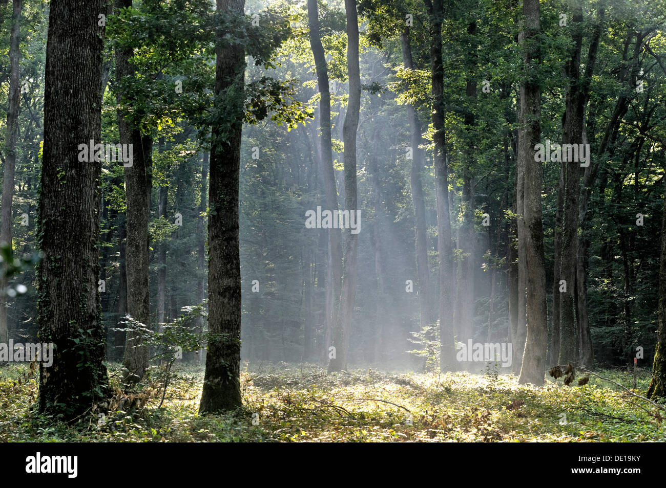 Early morning in oak forest, national forest, Forest of Tronçais ...