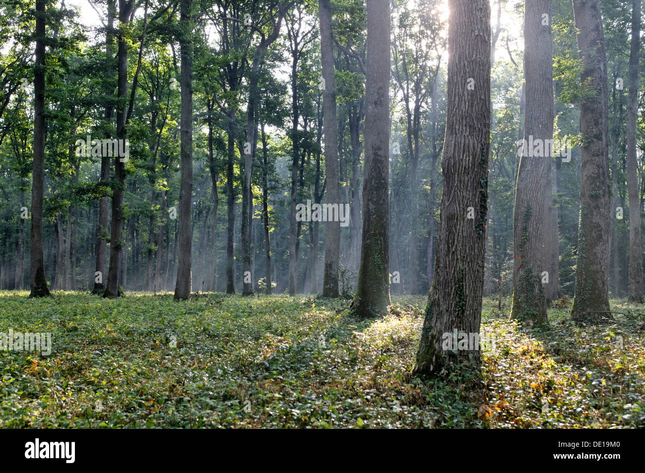 Early morning in oak forest, national forest, Forest of Tronçais ...