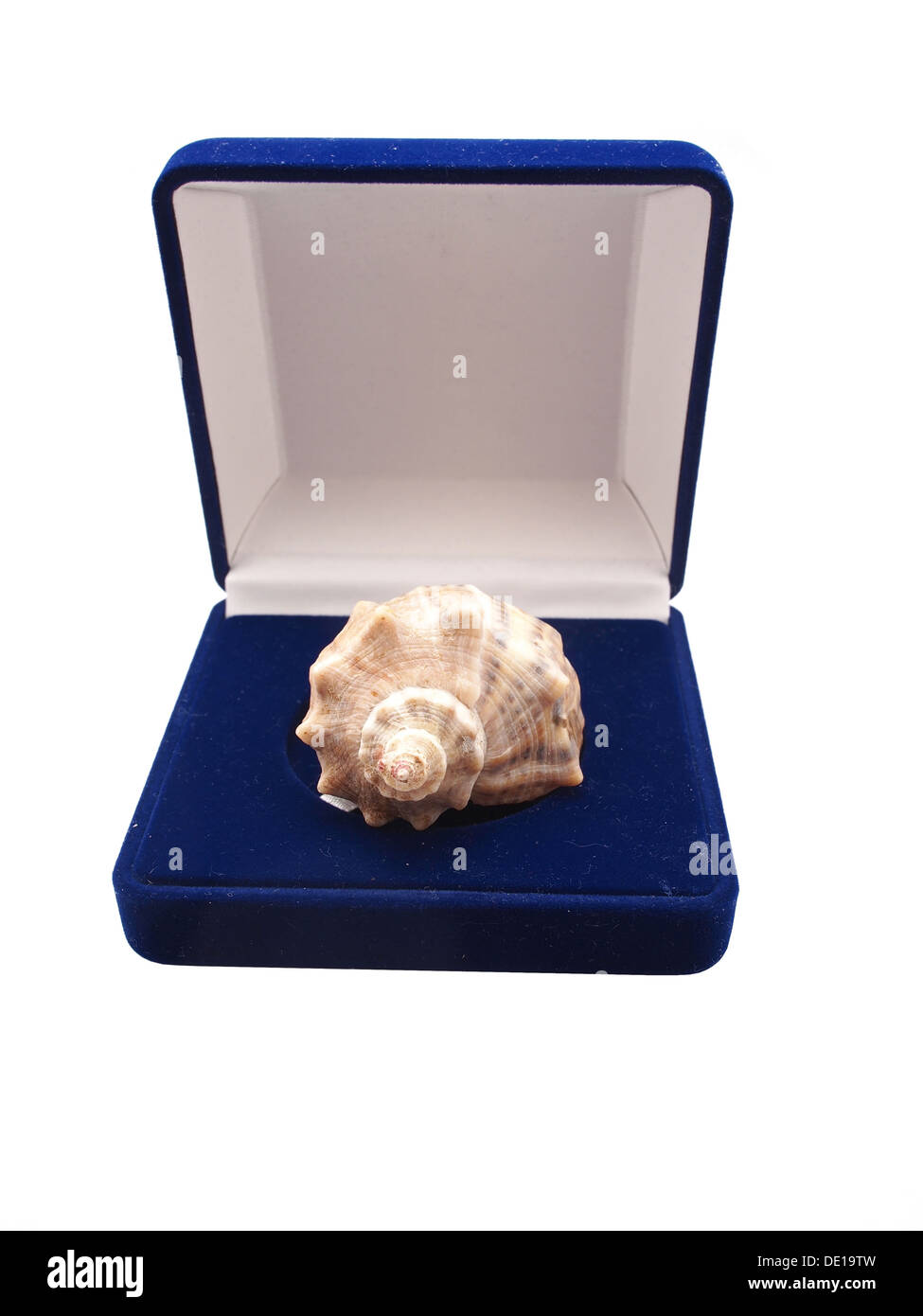 seashell in the blue box on a white background Stock Photo - Alamy