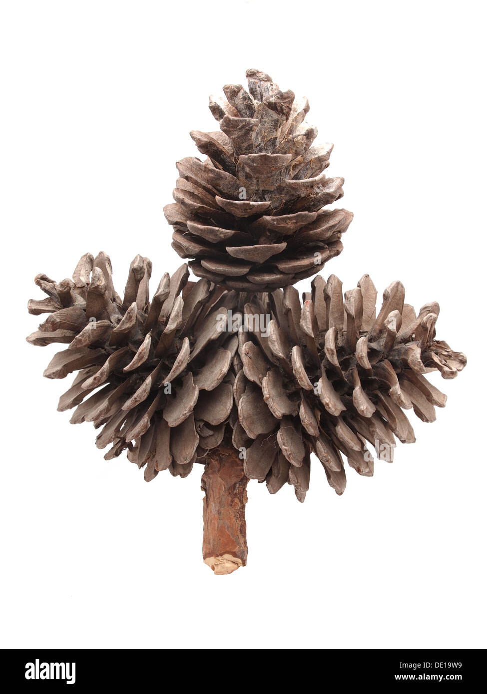 Pine strobile isolated on white background Stock Photo - Alamy
