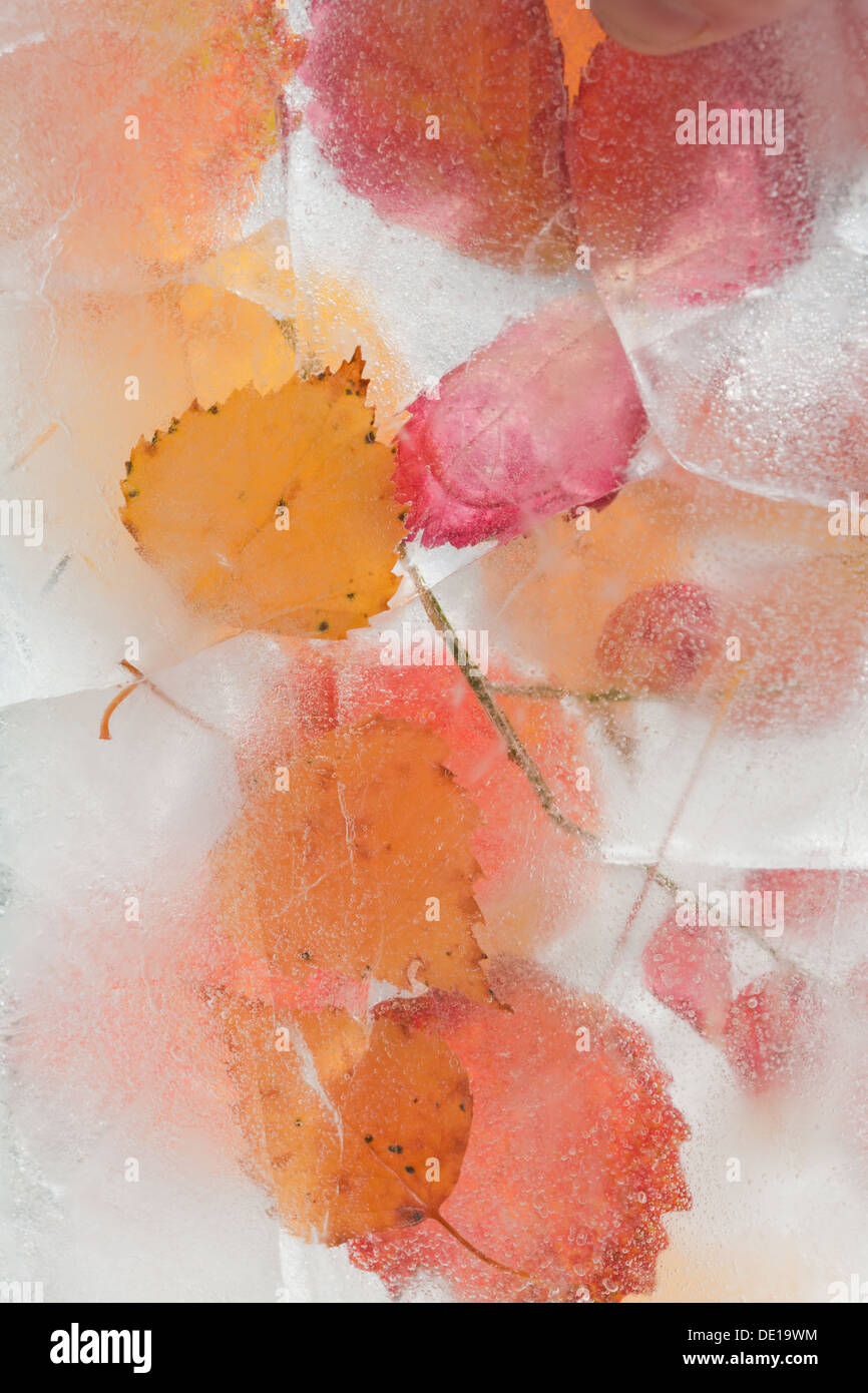 icy plants - flora frozen into ice, autumn changing into winter concept ...