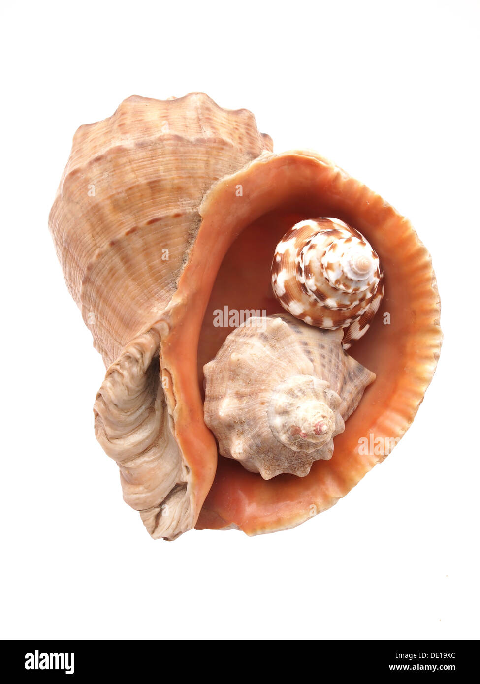 Three sea shell on white background Stock Photo - Alamy