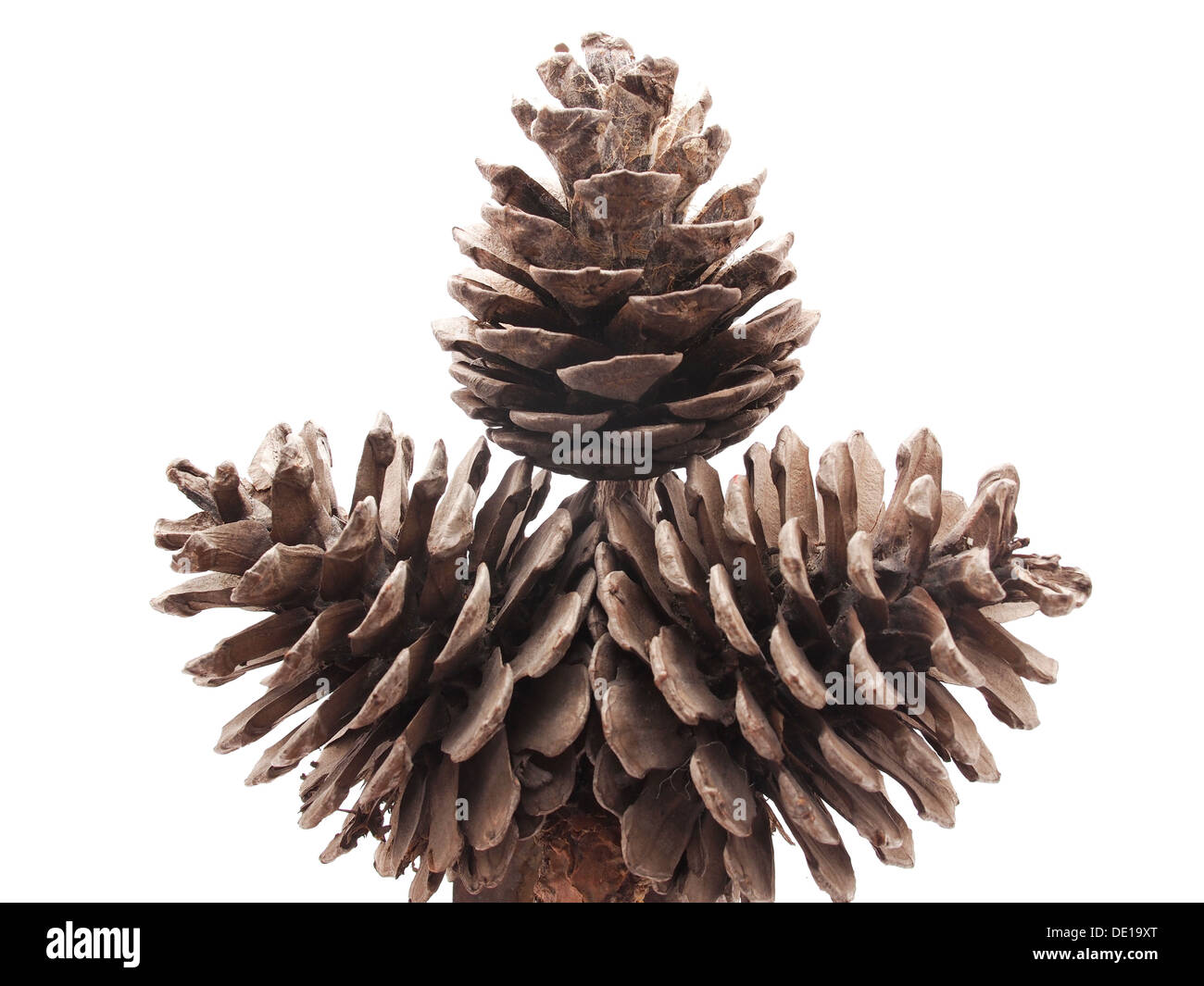 Pine strobile isolated on white background Stock Photo - Alamy