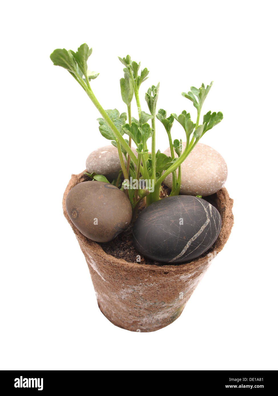 Buttercup in a pot on a white background Stock Photo - Alamy