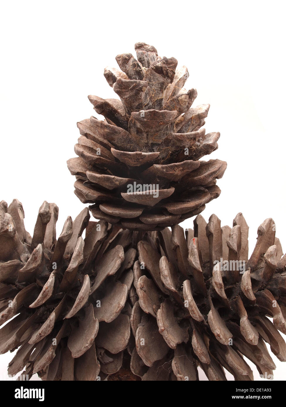 Pine strobile isolated on white background Stock Photo - Alamy