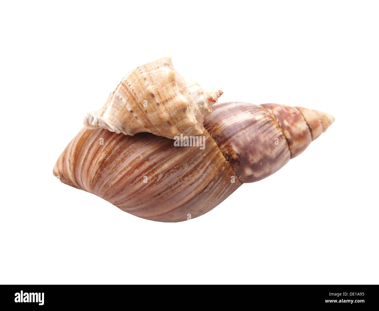 Two shell on white background Stock Photo - Alamy