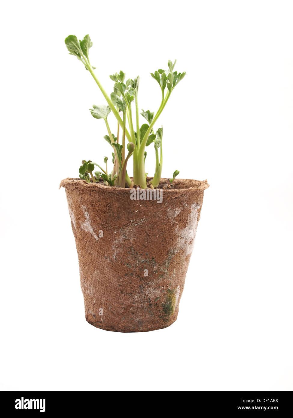 Buttercup in a pot on a white background Stock Photo - Alamy