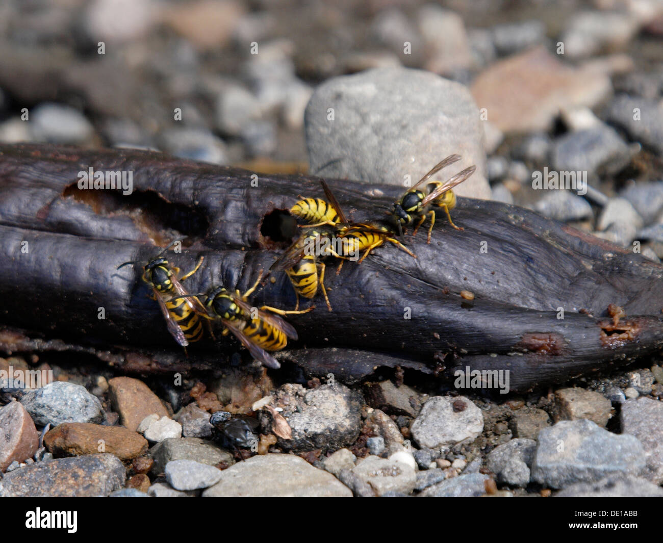 Ground wasp uk hi-res stock photography and images - Alamy