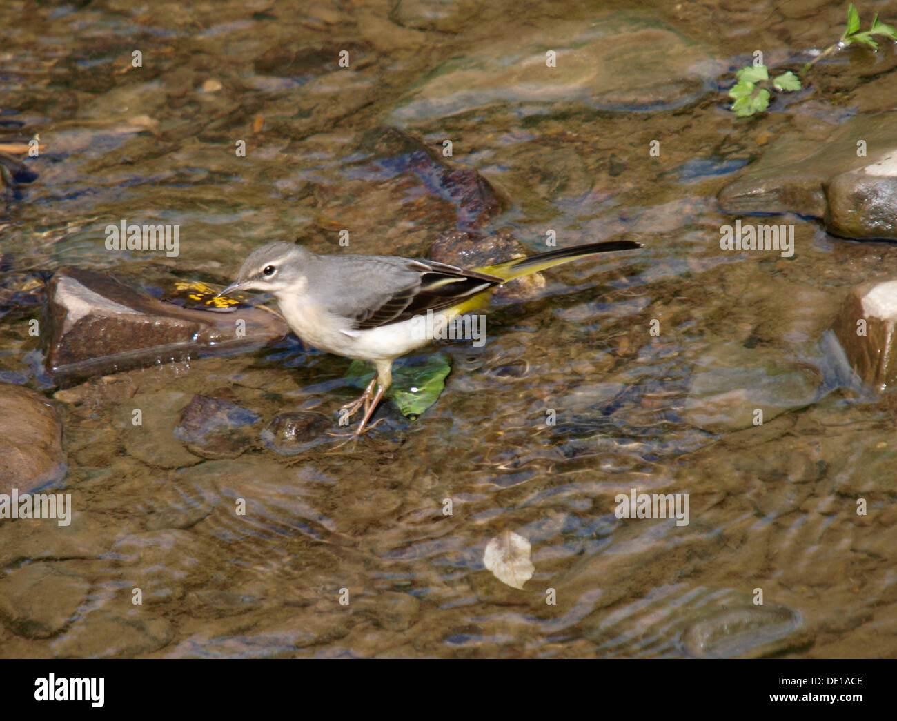 Shallow river hi-res stock photography and images - Alamy