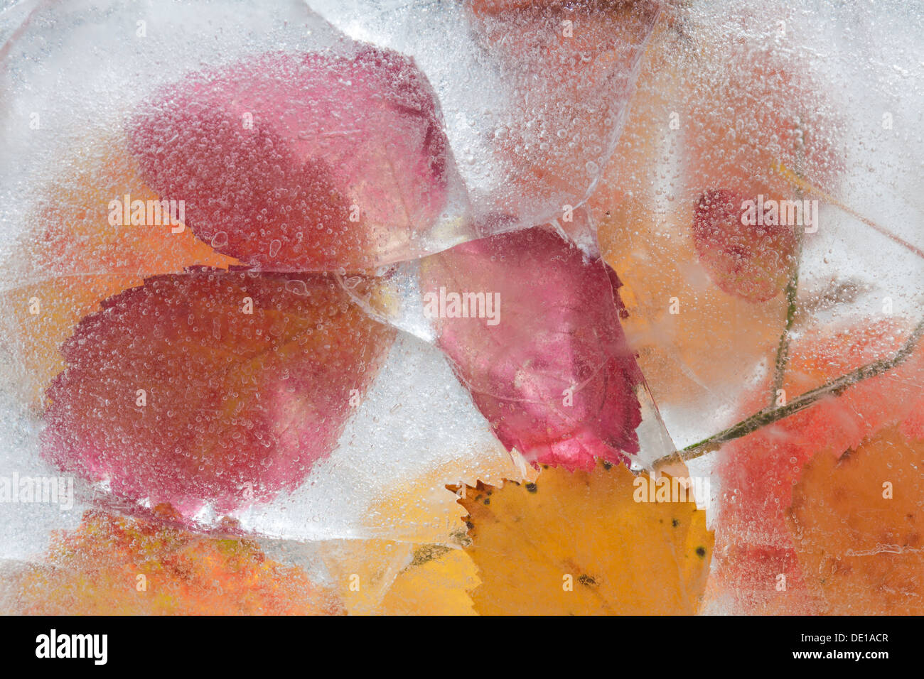 icy plants - flora frozen into ice, autumn changing into winter concept ...