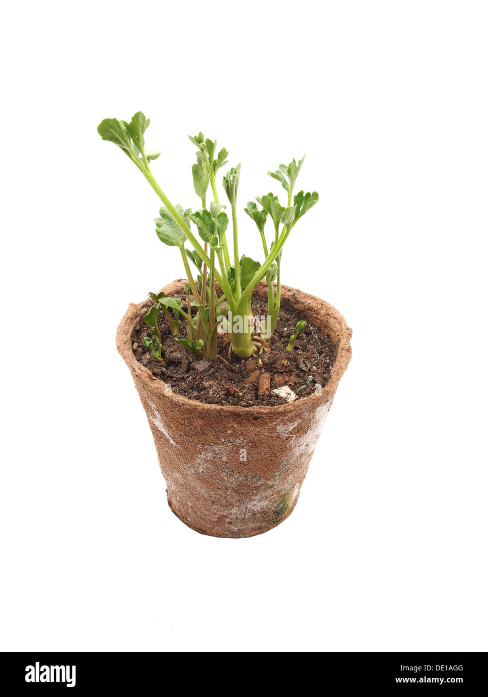Buttercup in a pot on a white background Stock Photo - Alamy