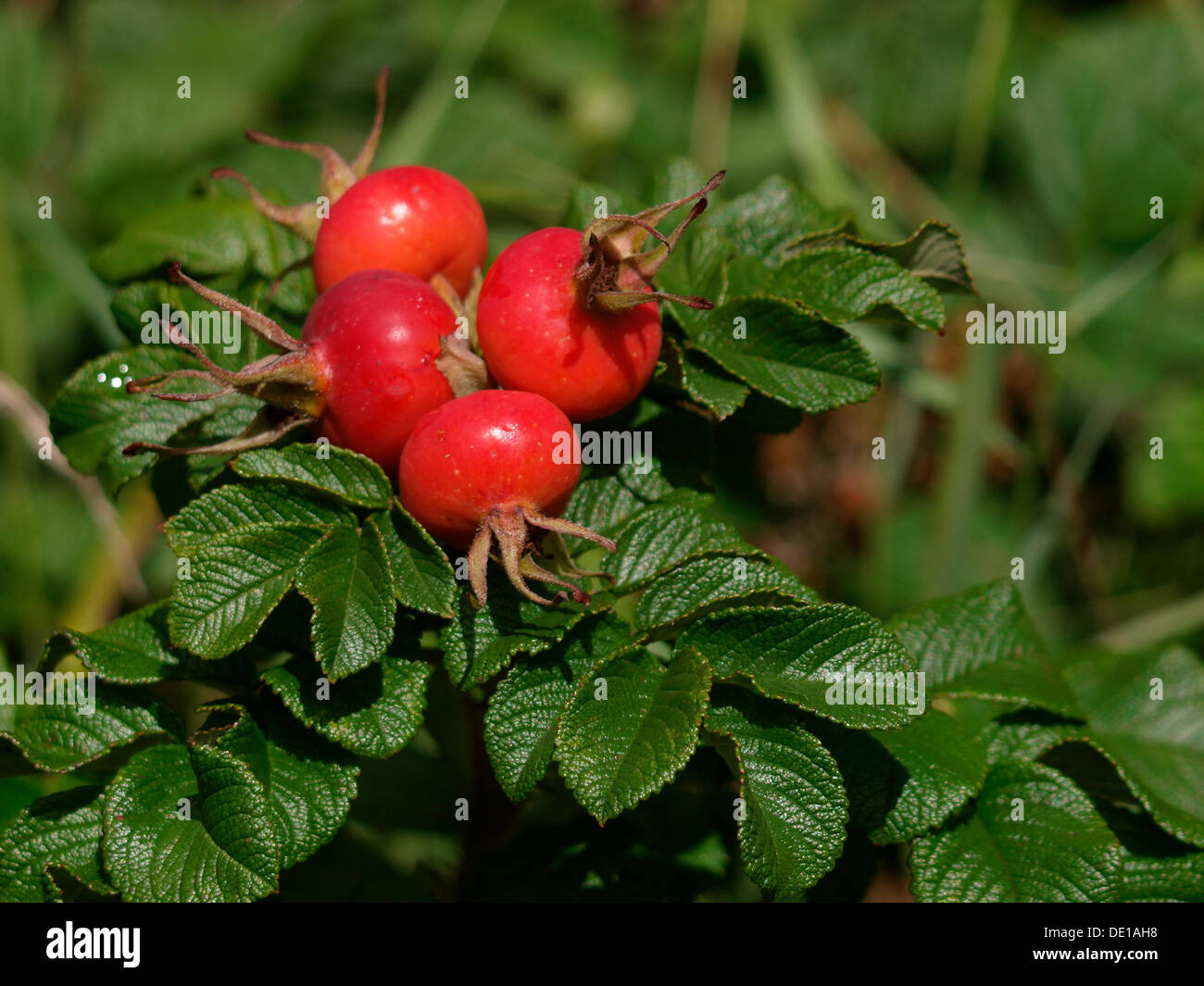 Rose hips from Rosa rugosa, UK 2013 Stock Photo - Alamy