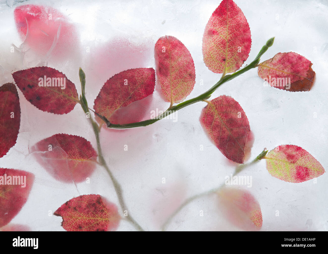 icy plants - flora frozen into ice, autumn changing into winter concept ...