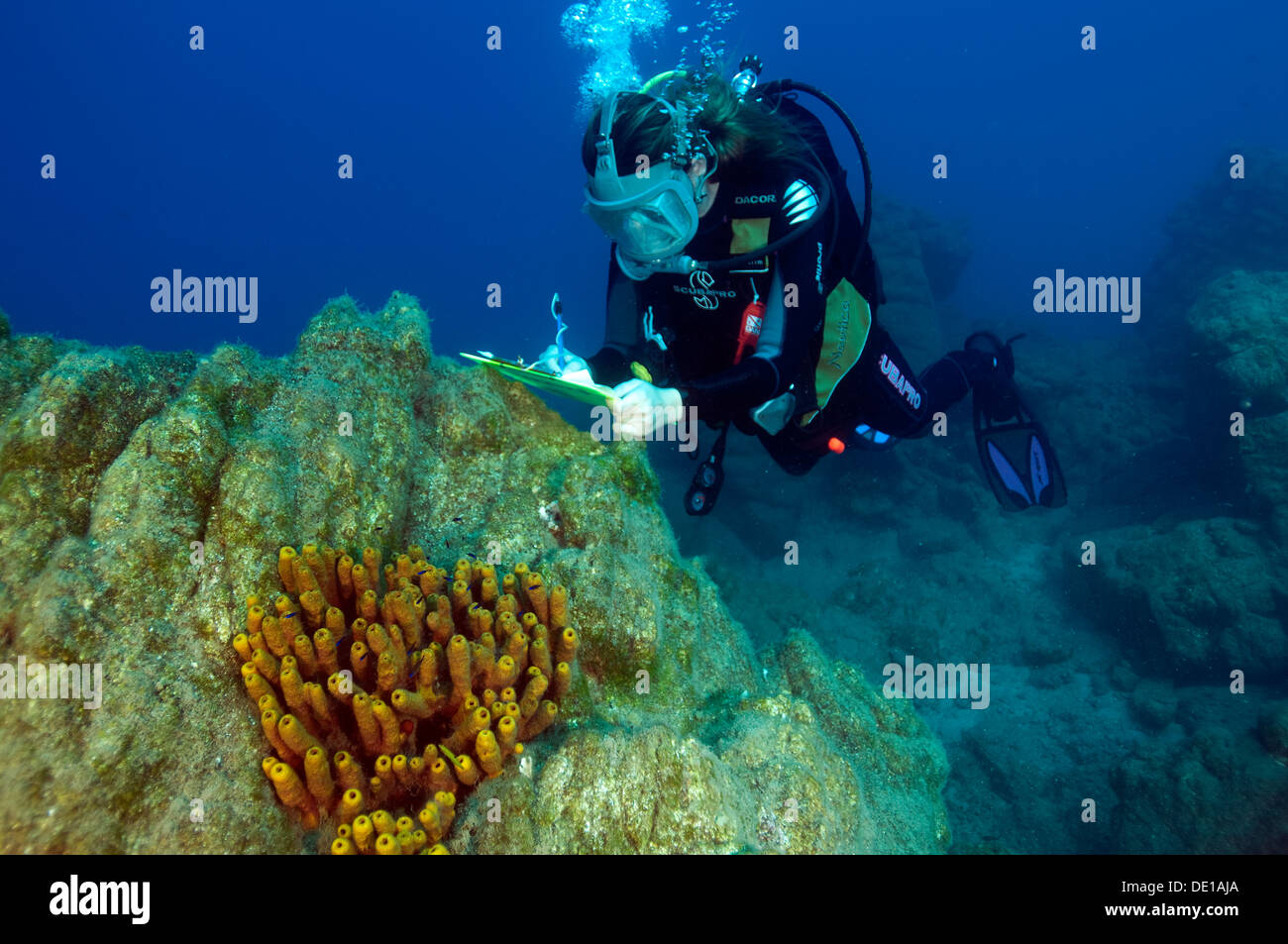 Marine biologist researcher hi-res stock photography and images - Alamy