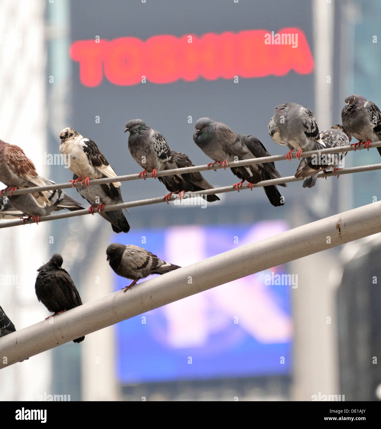 Toshiba times square hi-res stock photography and images - Alamy